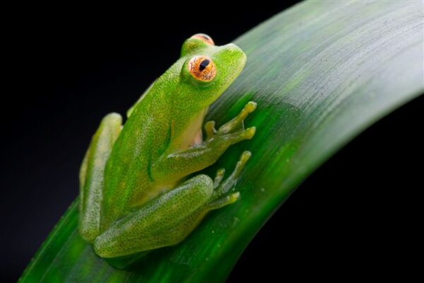 tweede glaskikker - Rana Terrarienbau