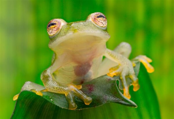 tweede glaskikker - Rana Terrarienbau