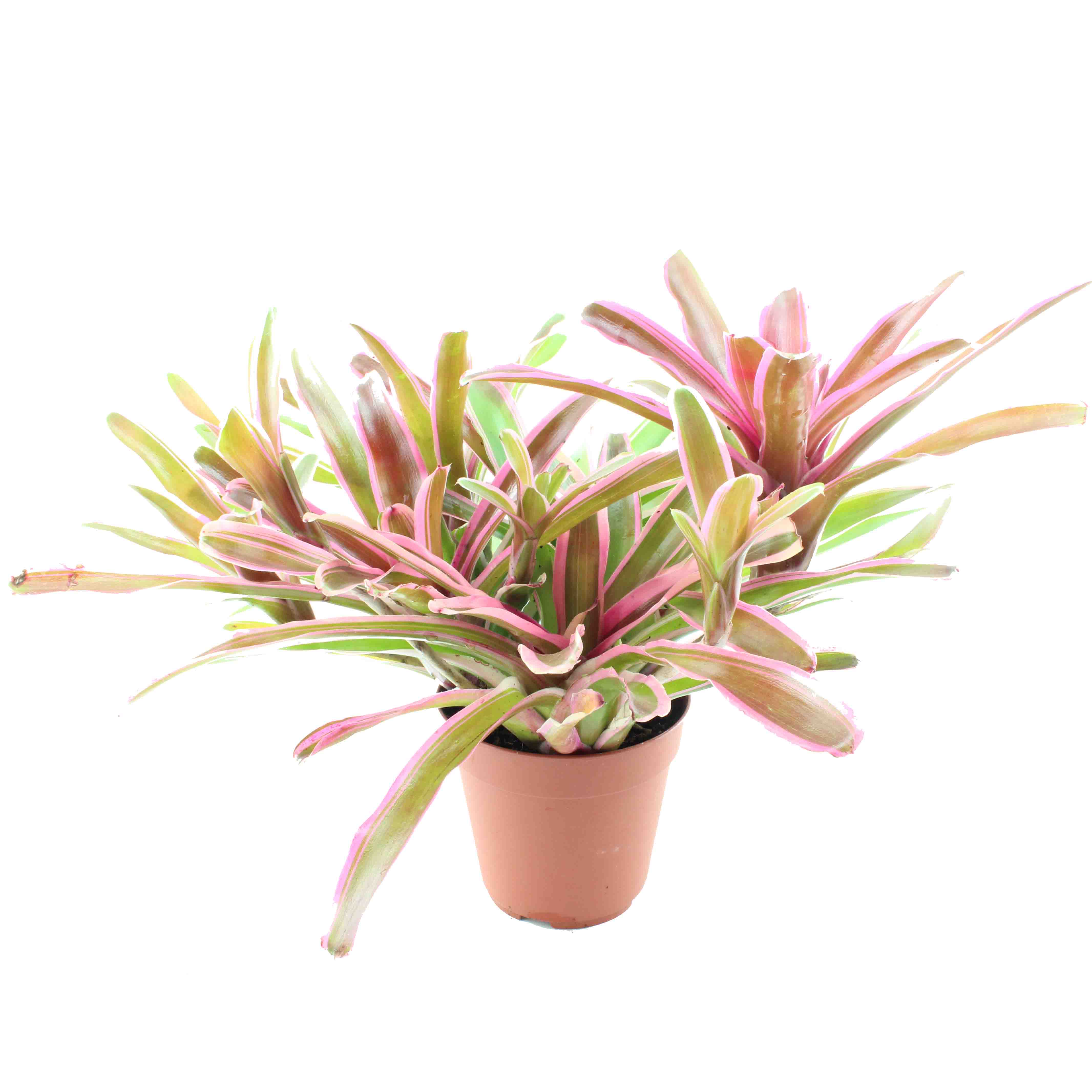 Neoregelia ‘Fireball variegata’ XL - Rana Terrarienbau