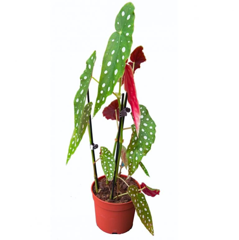 Begonia amphioxus - Rana Terrarienbau