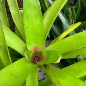 Neoregelia ‘Compacta’ - Rana Terrarienbau